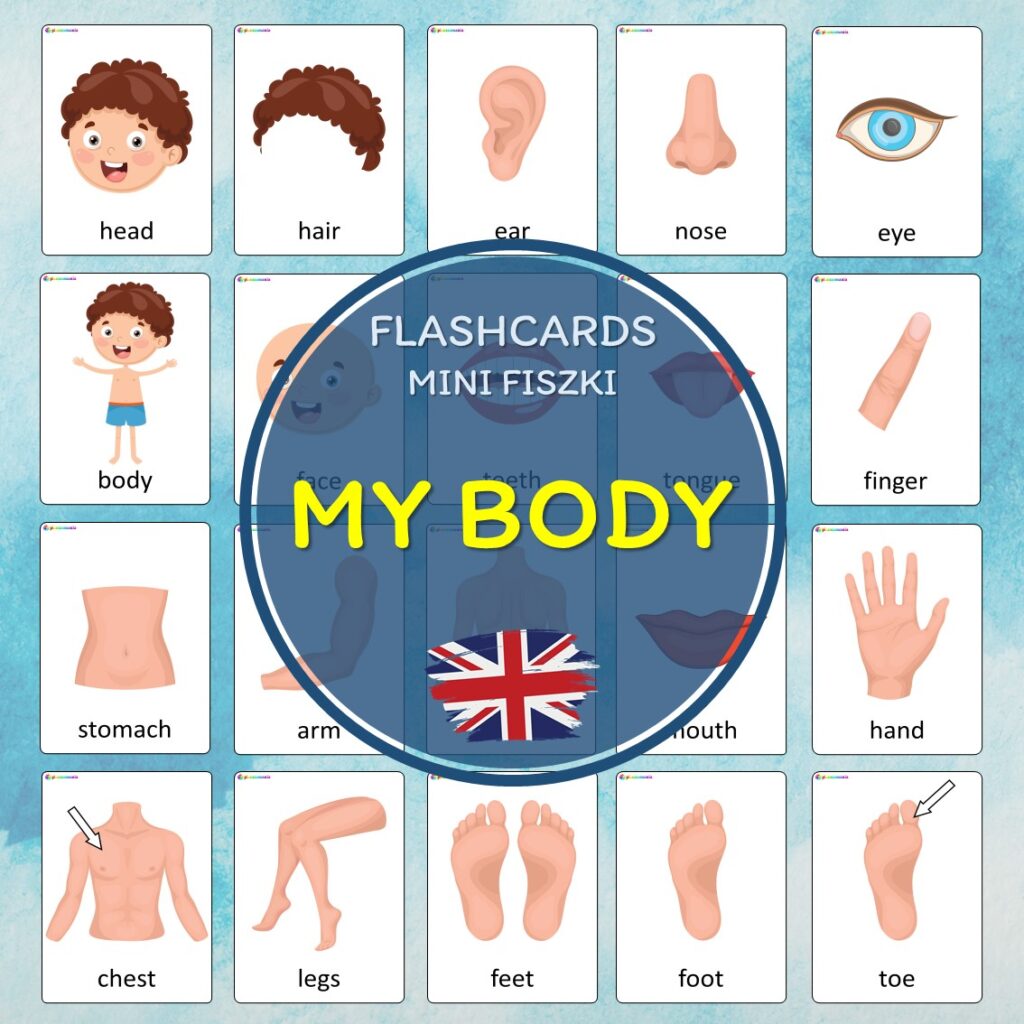 Moje ciało - fiszki obrazkowe w języku angielskim (My body - flashcards ...